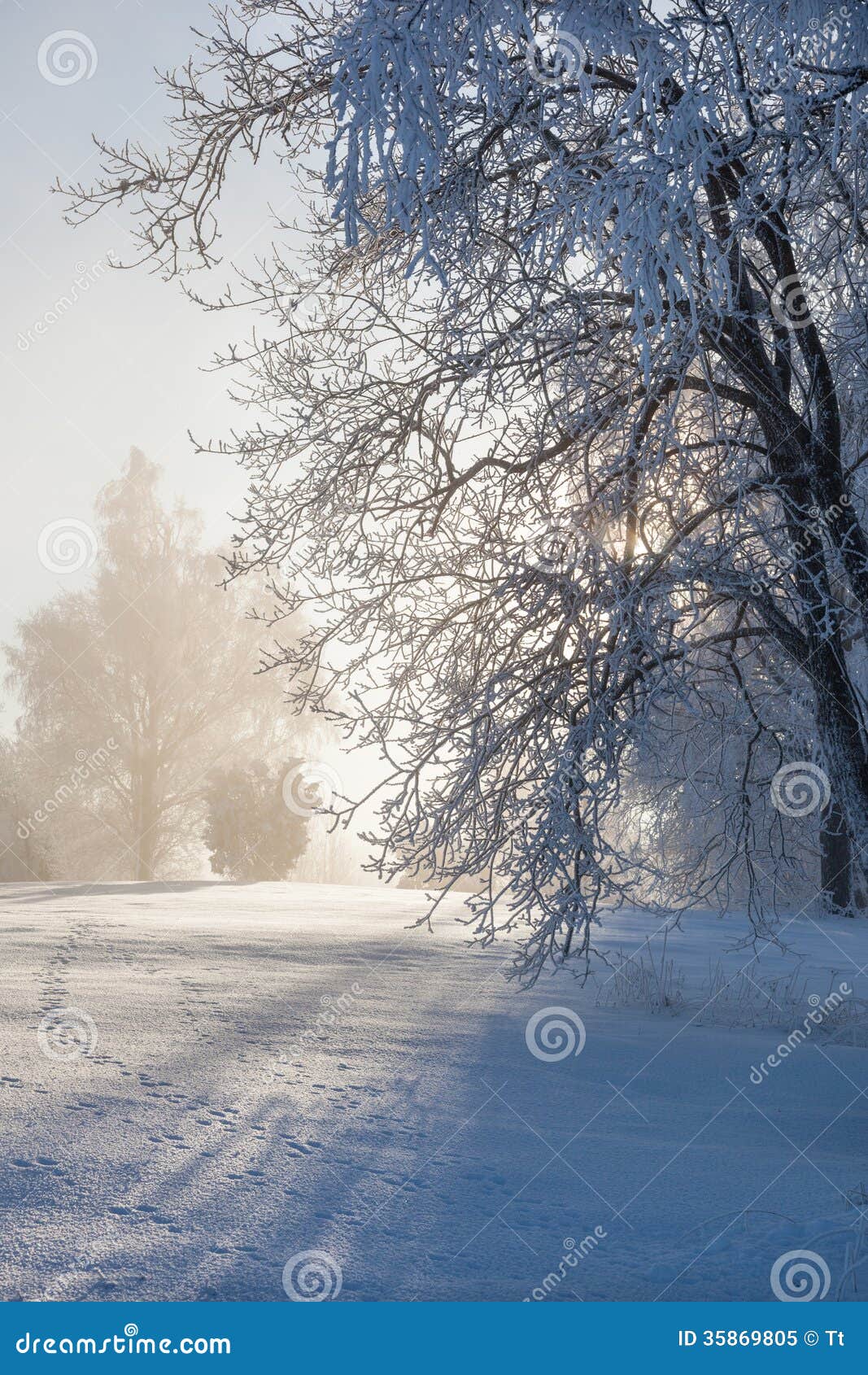 Winter trees in backlit stock image. Image of bare, frozen - 35869805