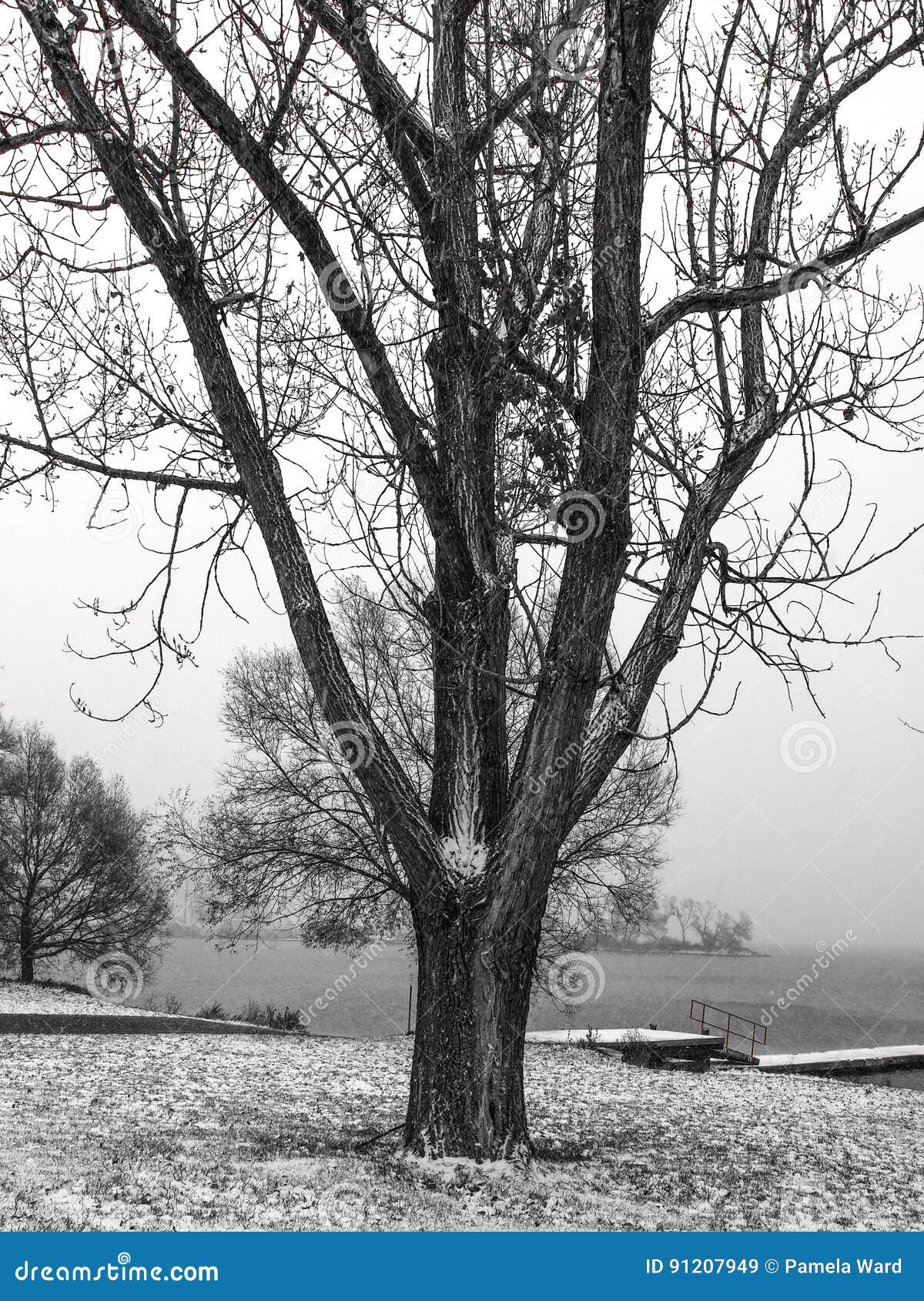 Winter Trees stock image. Image of winter, white, trees - 91207949