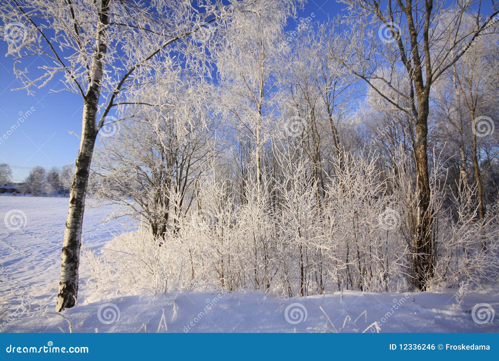 Winter trees and blue sky stock photo. Image of winter - 12336246