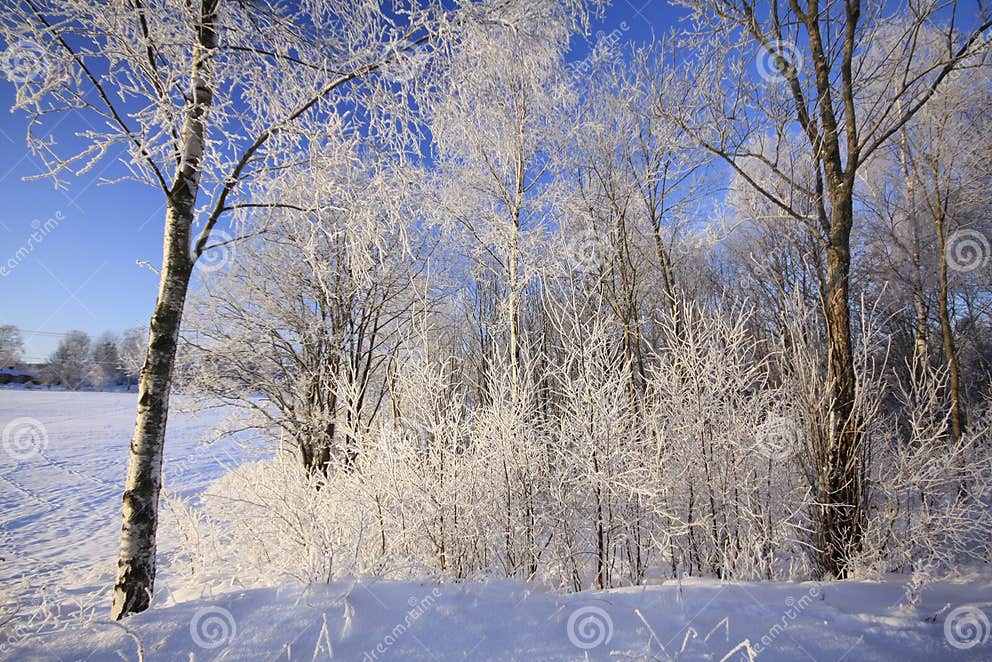 Winter trees and blue sky stock photo. Image of winter - 12336246