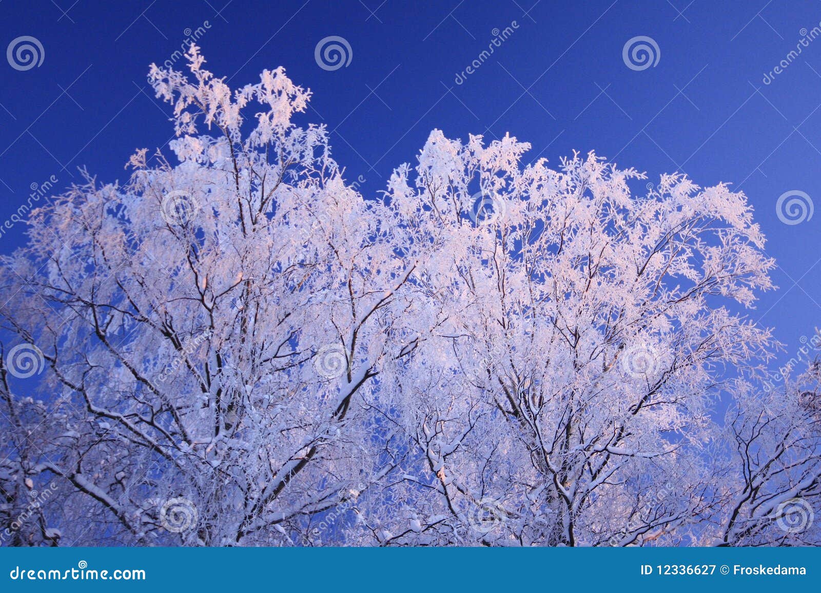 Winter trees and blue sky stock image. Image of clear - 12336627