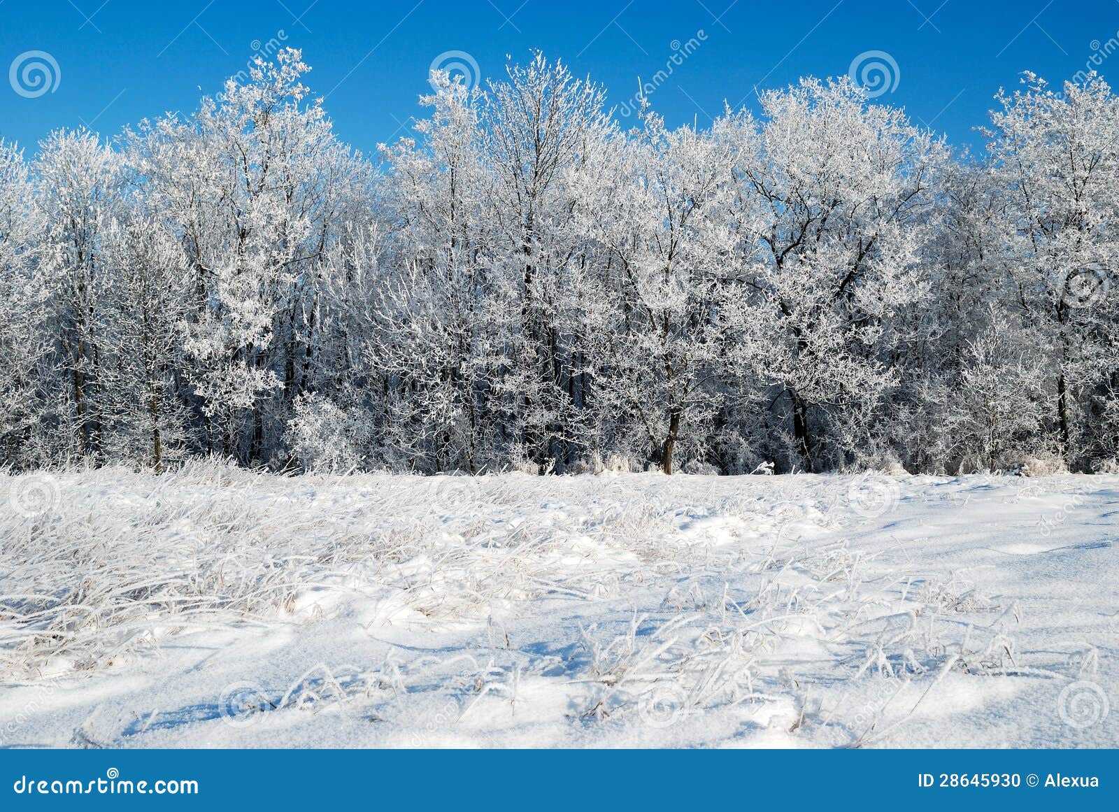 Winter trees and blue sky stock photo. Image of snow - 28645930