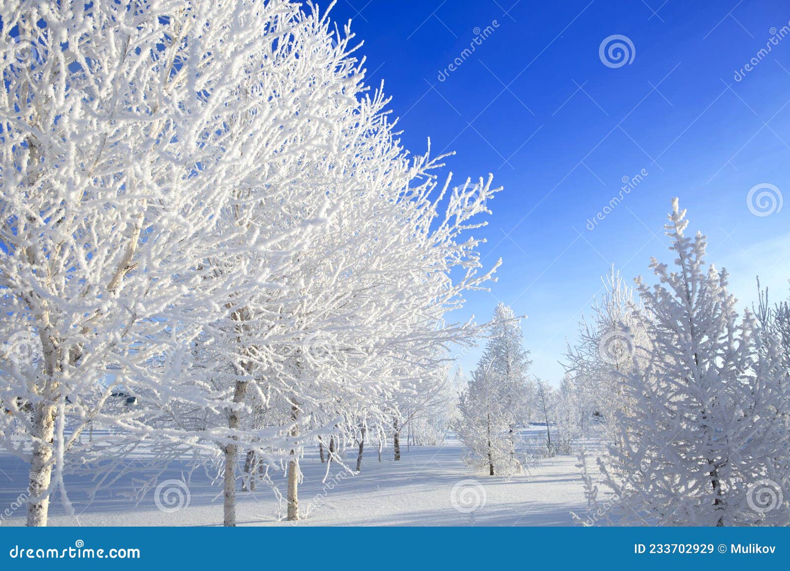 Winter trees on Blue Sky stock image. Image of country - 233702929