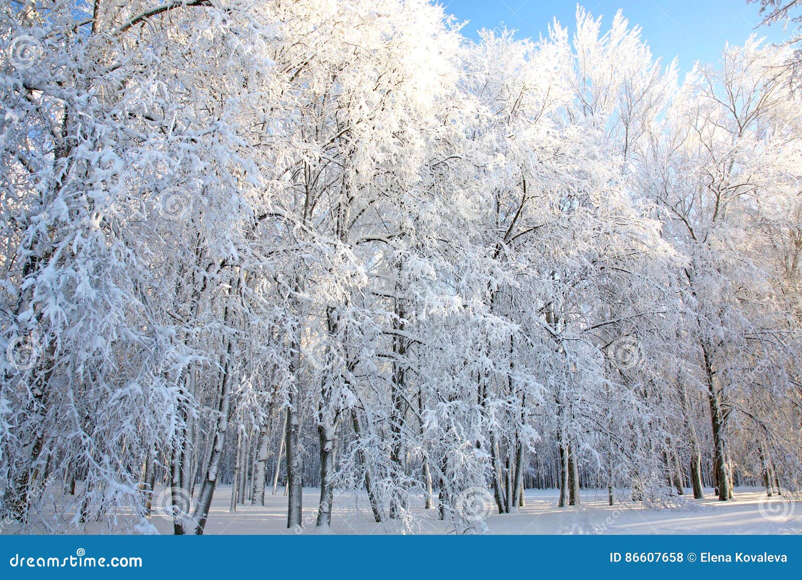 Winter trees on blue sky stock photo. Image of frozen - 86607658