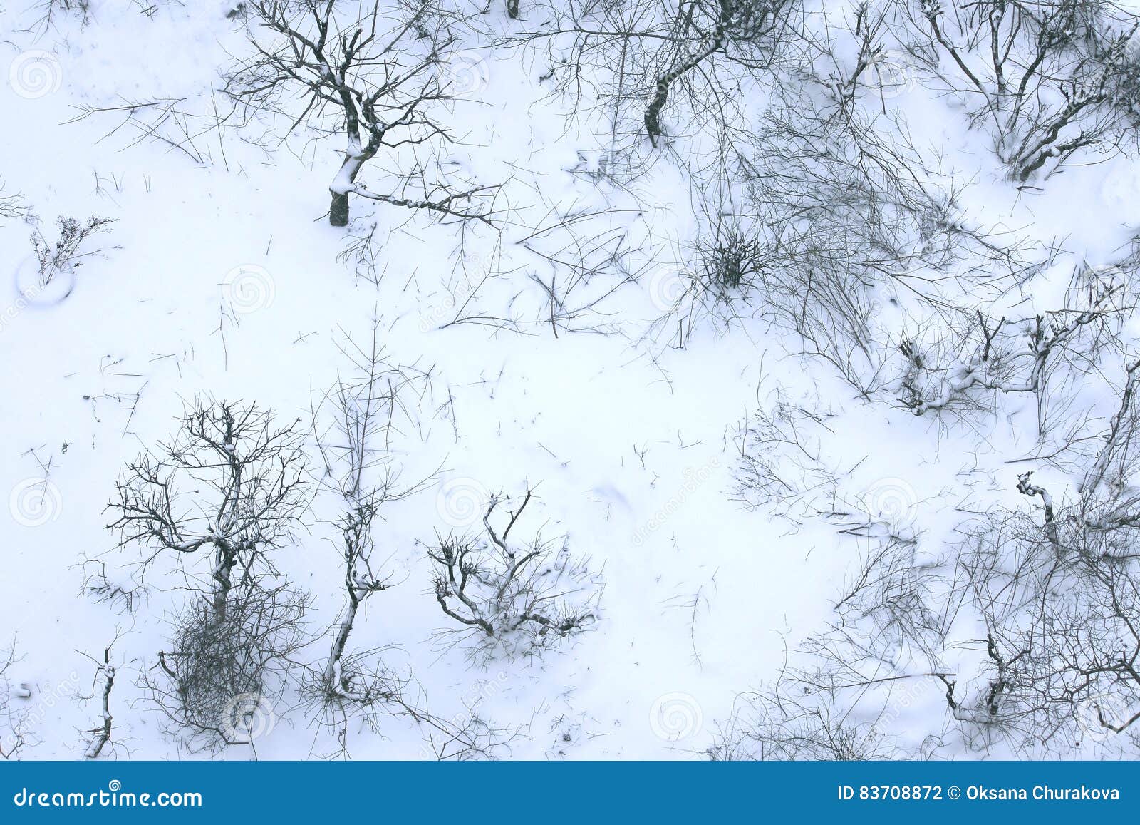 Winter Trees and Bushes, Top View Stock Photo - Image of flat, forest ...