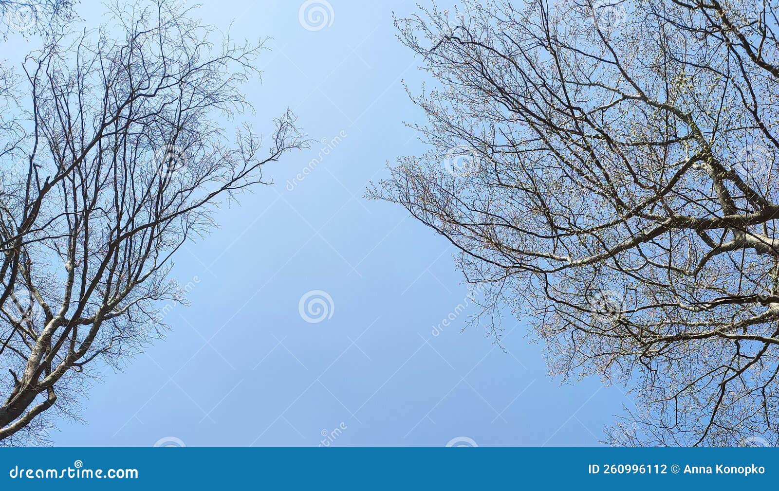Bottom View of Winter Forest Trees on the Blue Sky, Poland Stock Photo ...