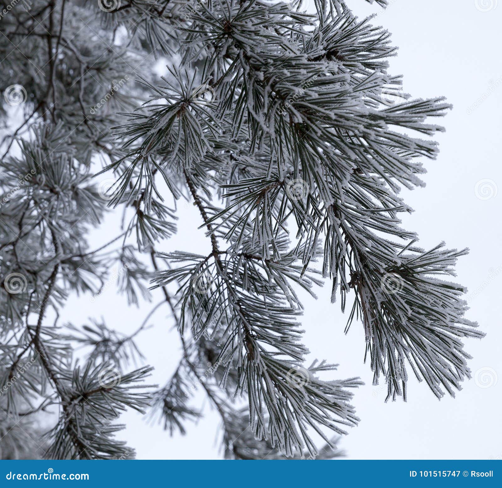 Winter trees, close-up stock image. Image of macro, light - 101515747