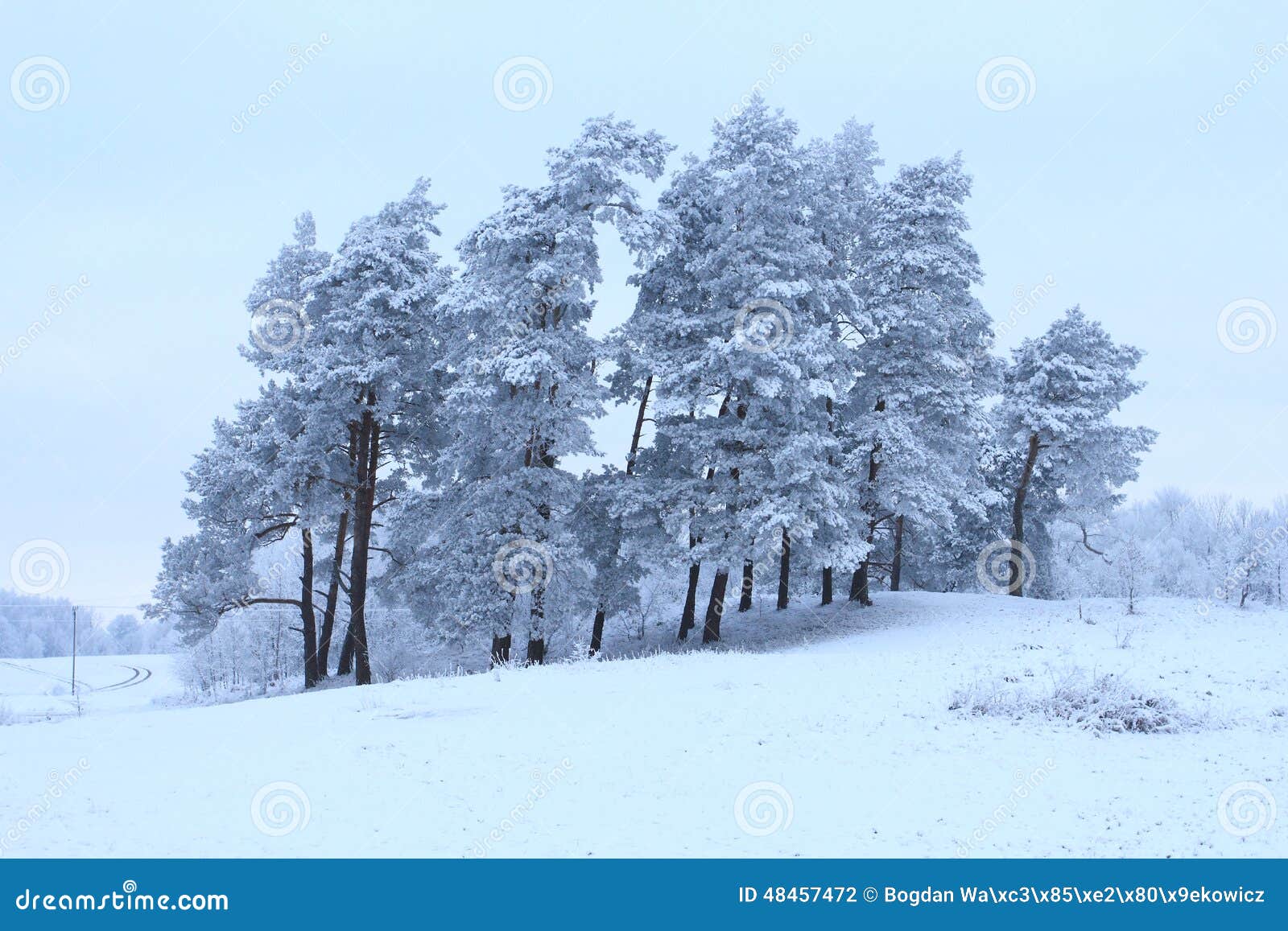 Winter with trees stock photo. Image of scene, rural - 48457472