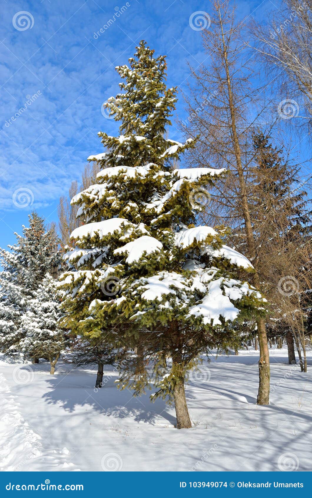 Winter Trees Covered with Snow Against the Blue Sky Stock Photo - Image ...