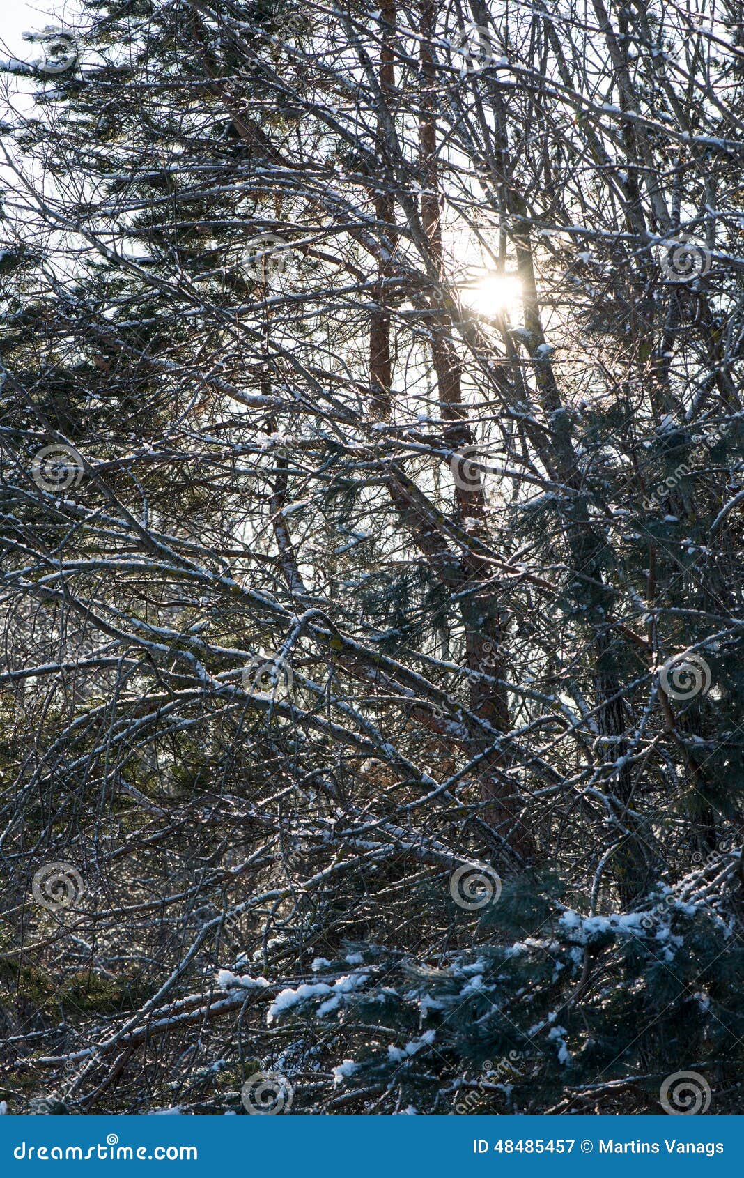 Winter Trees Covered with Snow in Cold Stock Image - Image of beautiful ...