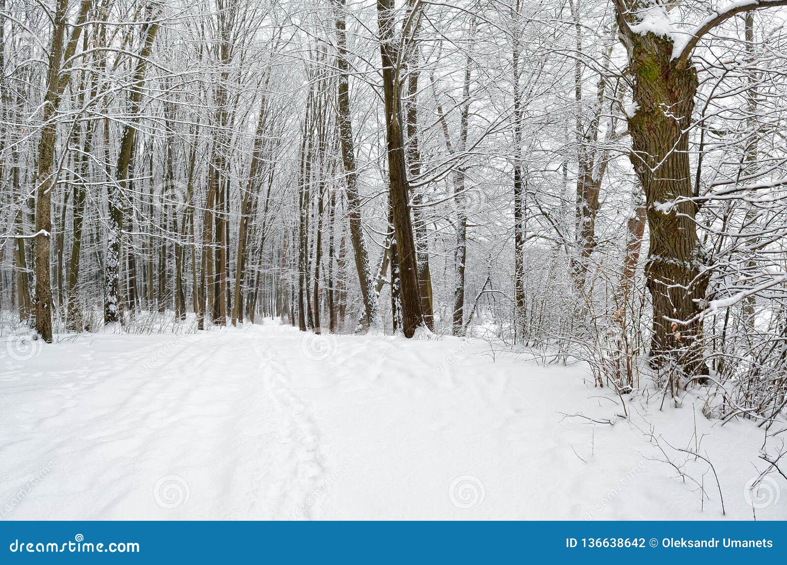 Winter Trees Covered with Snow in the Forest Stock Photo - Image of ...