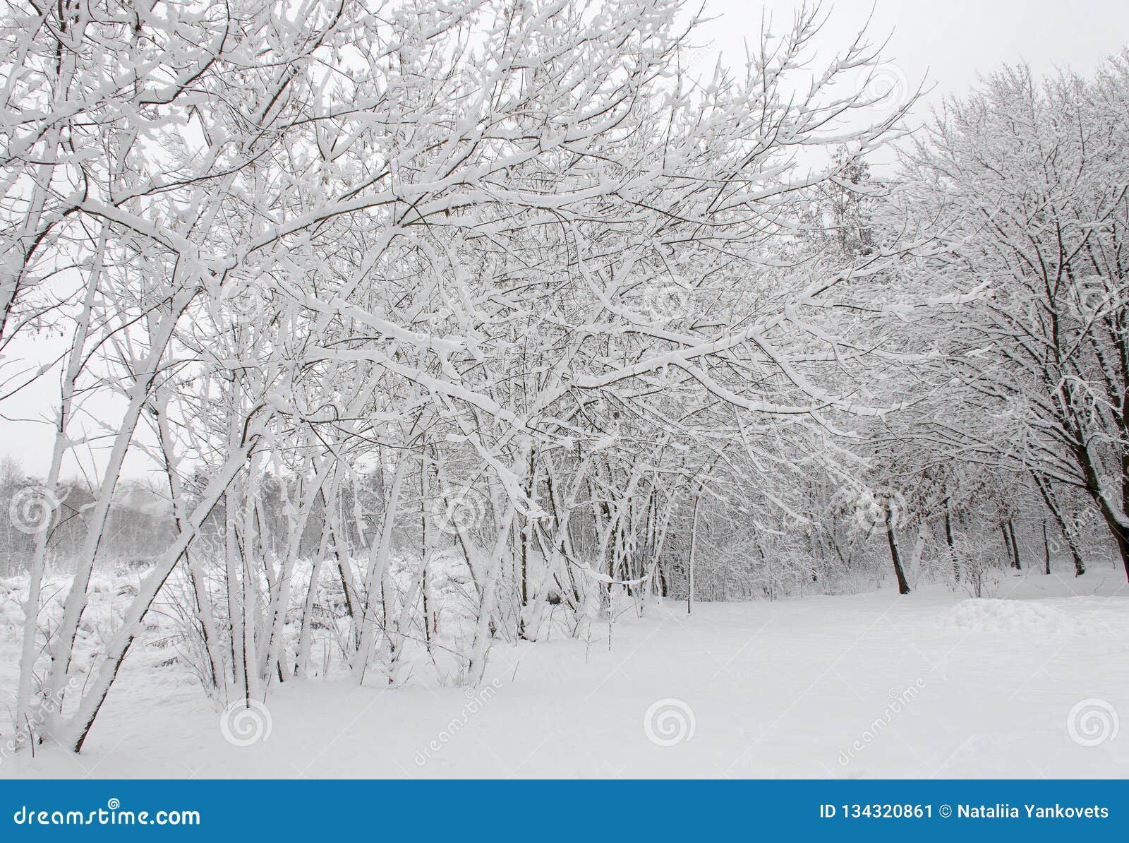 Winter Trees Covered in White Fluffy Snow Stock Image - Image of ...