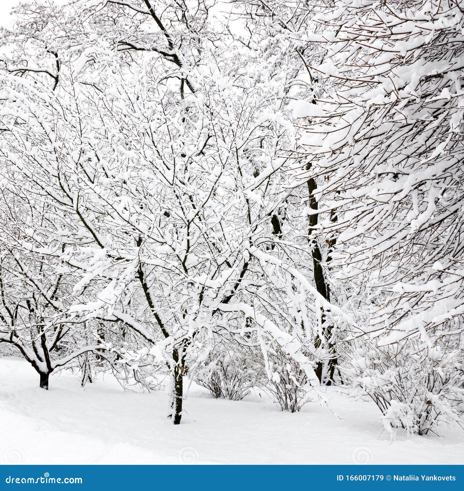 Winter Trees Covered in White Fluffy Snow Stock Image - Image of ...