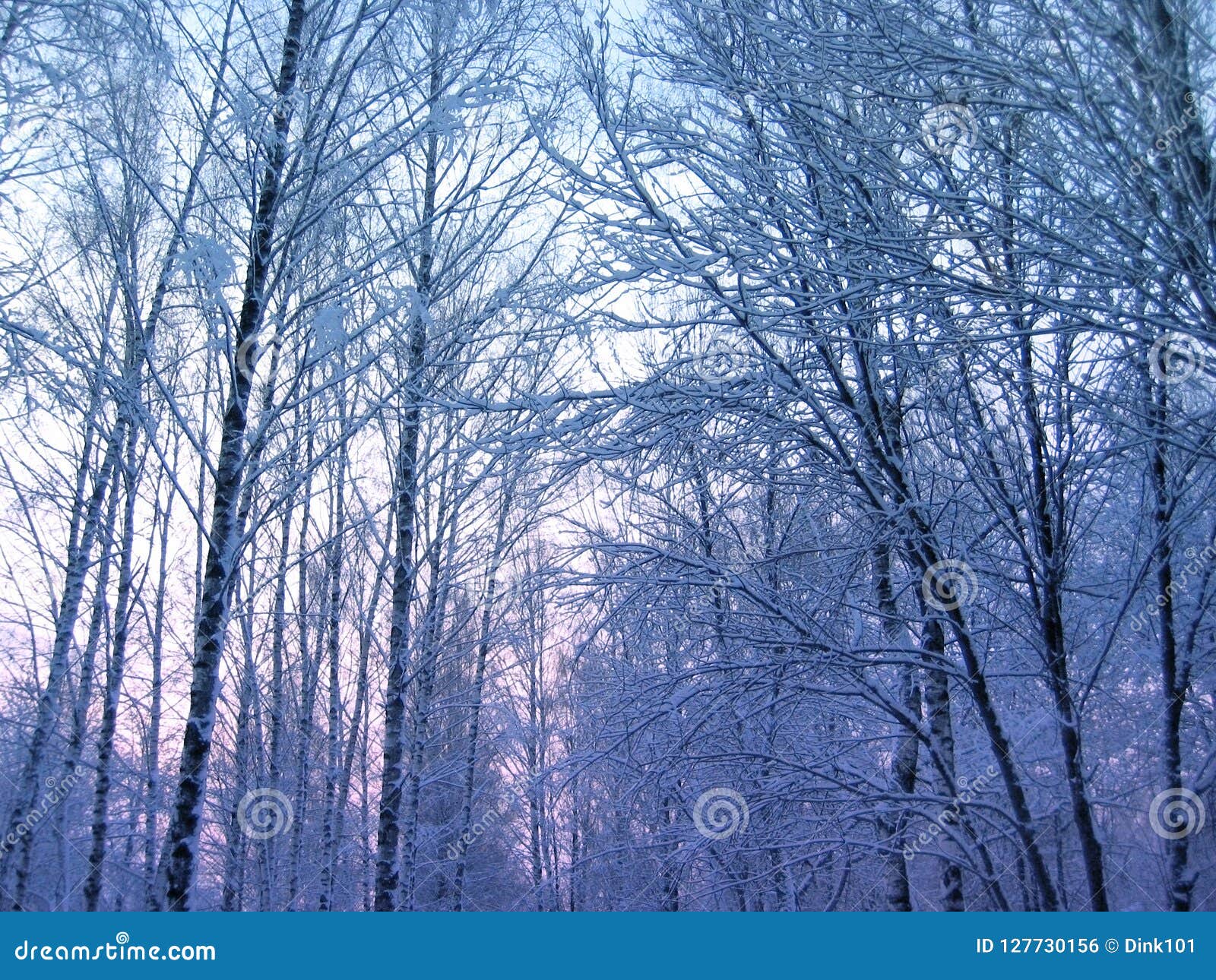 Winter Trees in the Evening Stock Photo - Image of evening, covered ...