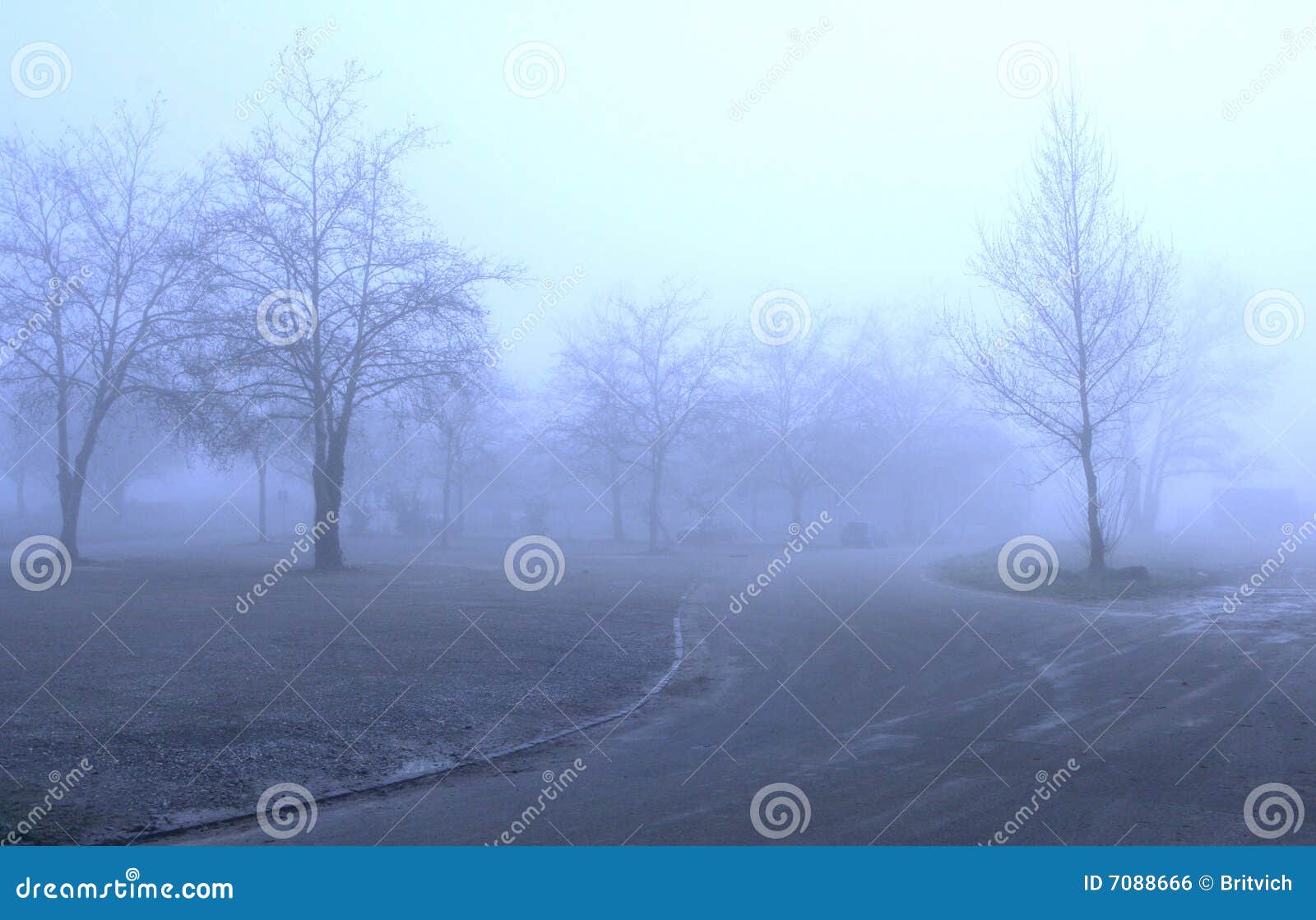 Winter trees in fog stock photo. Image of alone, colourful - 7088666