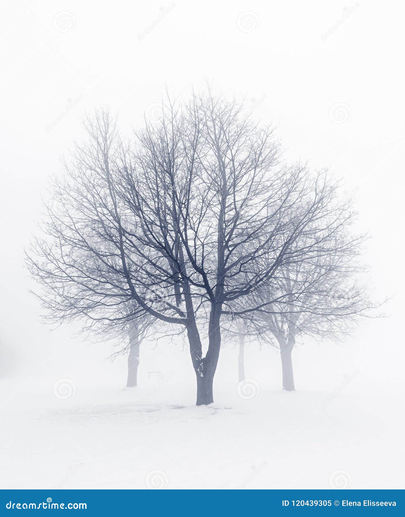 Winter trees in fog stock image. Image of frozen, trees - 120439305