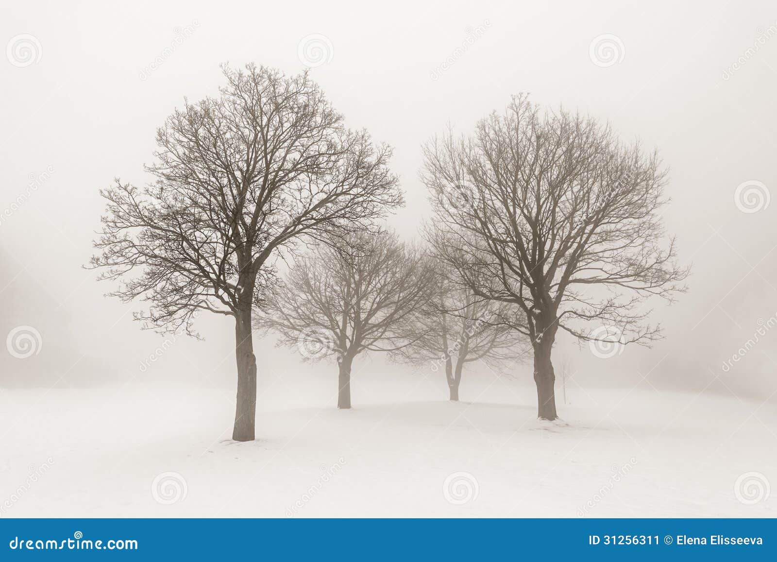 Winter trees in fog stock image. Image of mist, toned - 31256311