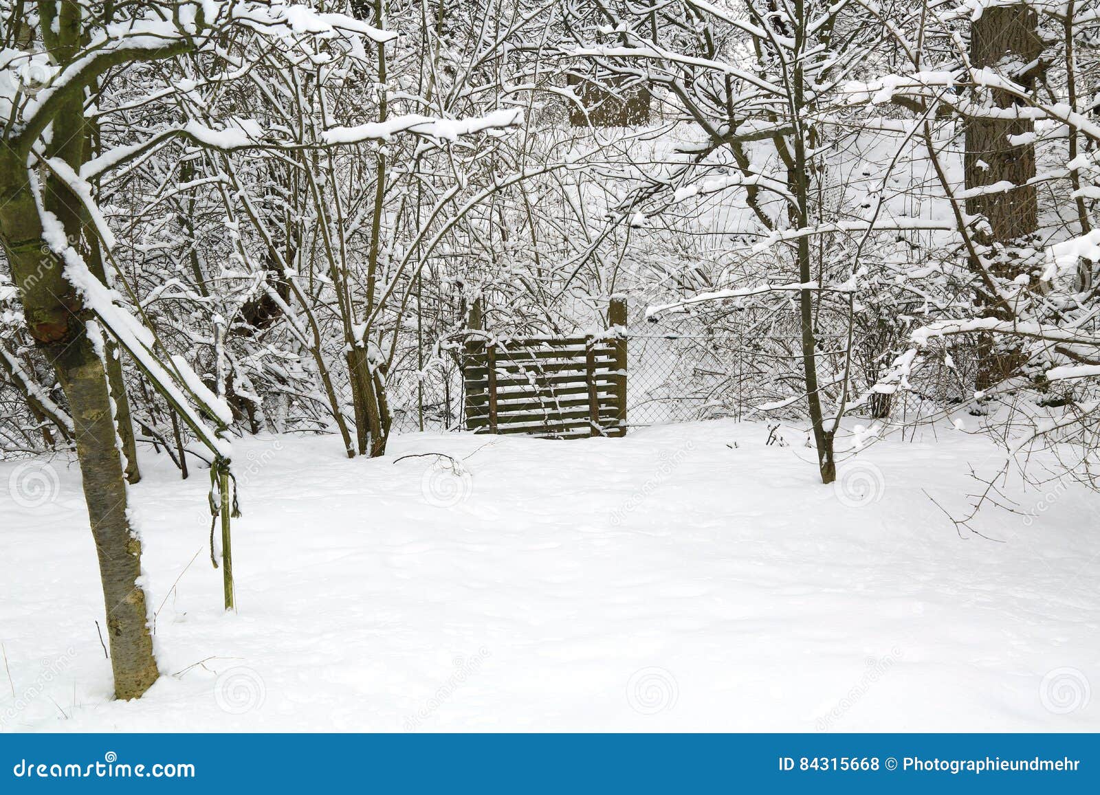 Winter stock photo. Image of garden, calm, tree, cold - 84315668