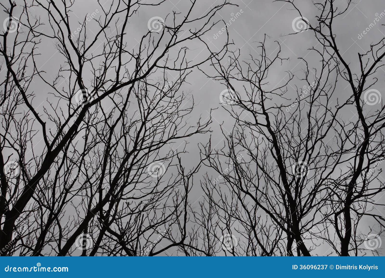 Winter trees gray sky stock image. Image of flora, spooky - 36096237