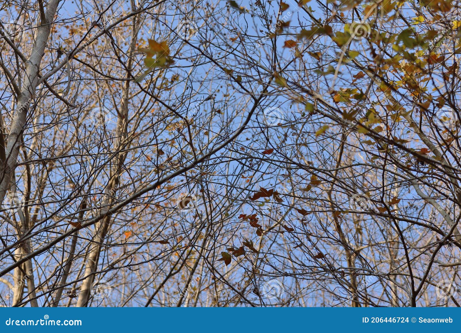 The Winter of Trees without Leaves Isolated 31 Dec 2020 Stock Photo ...