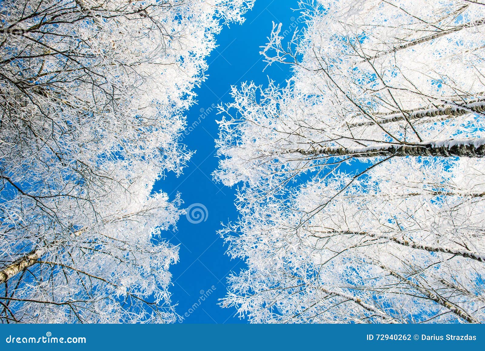 Winter trees low angle stock photo. Image of merry, nature - 72940262