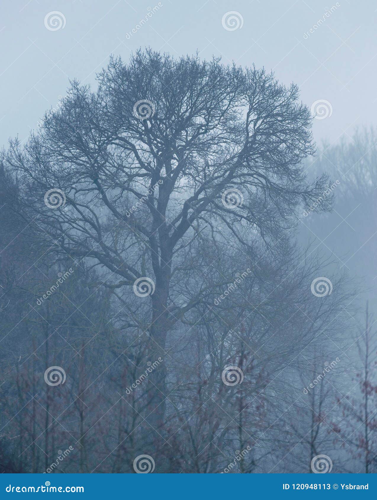 Winter trees in mist. stock image. Image of line, light - 120948113