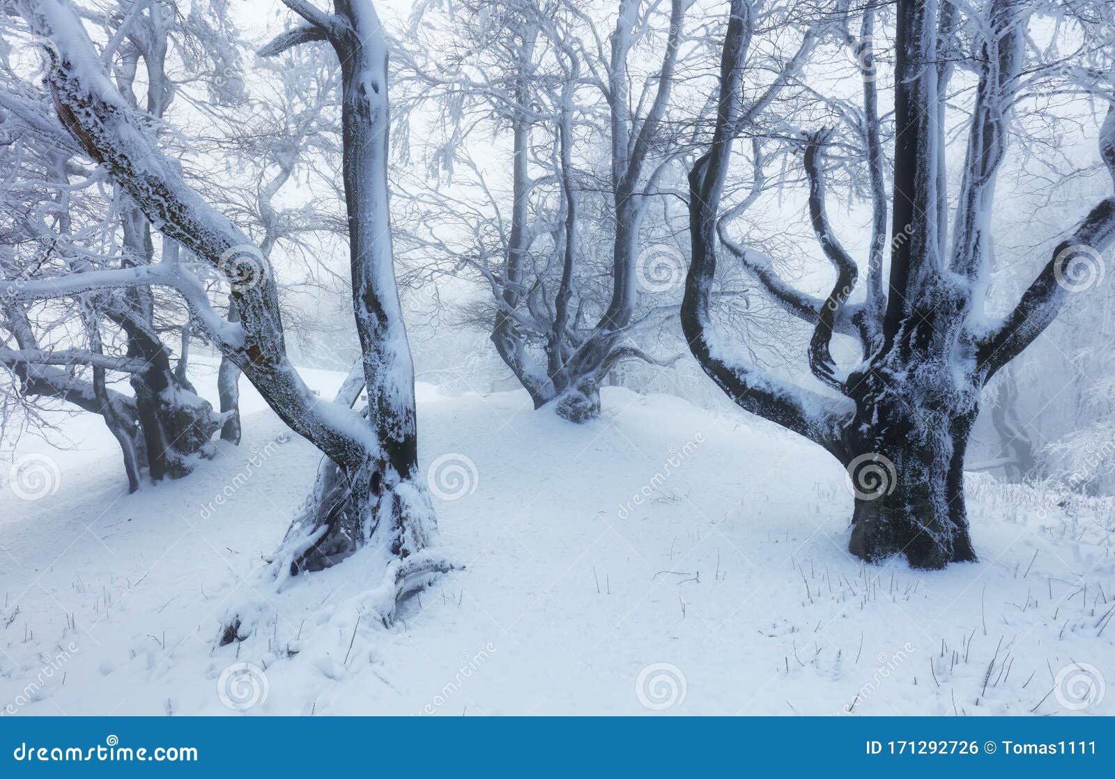 Winter Trees in Mountains Covered with Fresh Snow Stock Photo - Image ...