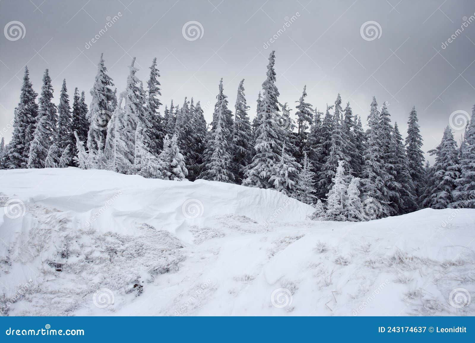 Winter trees stock image. Image of highlands, snowstorm - 243174637