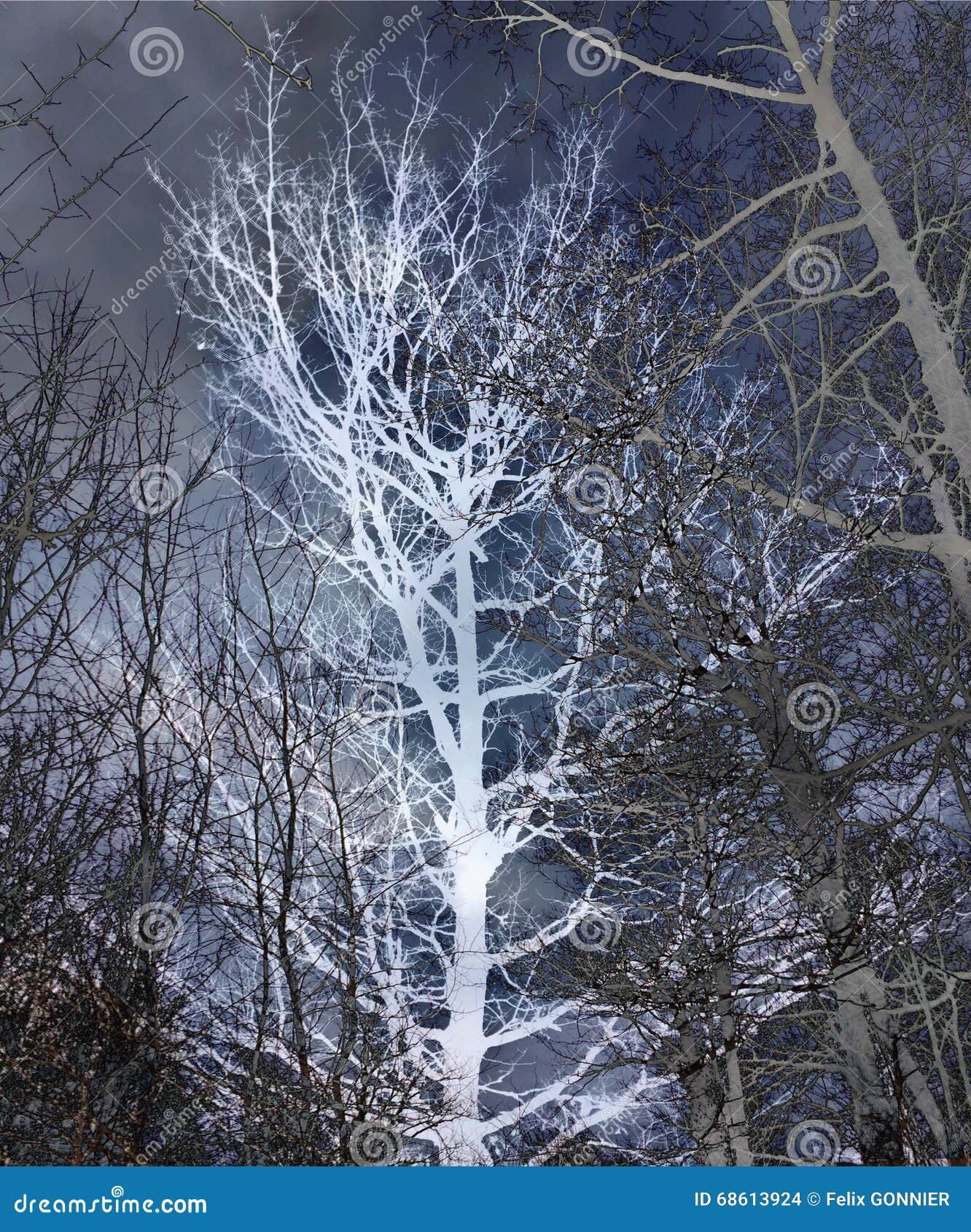 Winter Trees stock photo. Image of trees, grey, colours - 68613924