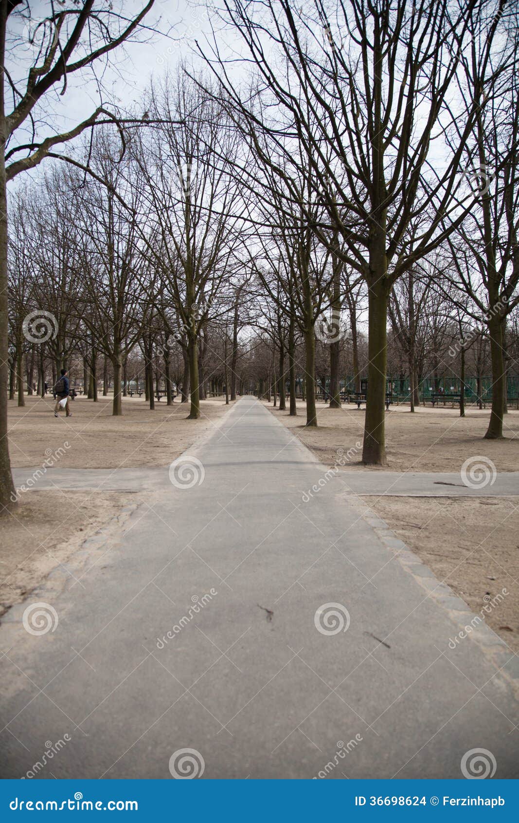 Winter trees in Paris stock photo. Image of weather, empty - 36698624