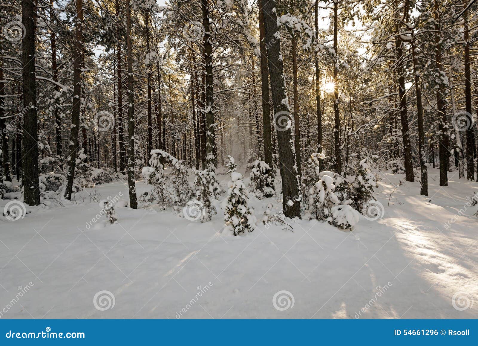 Winter trees stock photo. Image of nature, plants, tall - 54661296