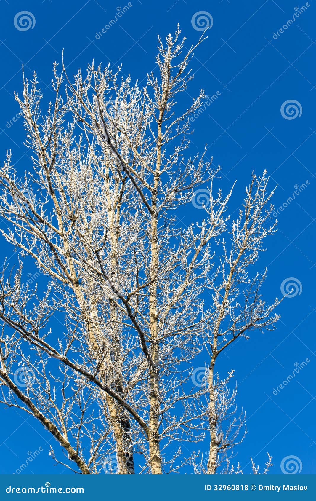 Winter trees stock photo. Image of frost, beauty, nature - 32960818