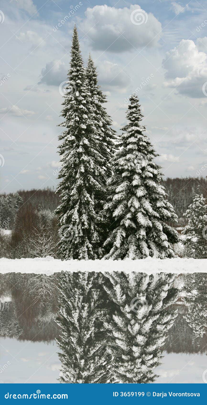 Winter Trees with Reflection Stock Image - Image of frozen, christmas ...