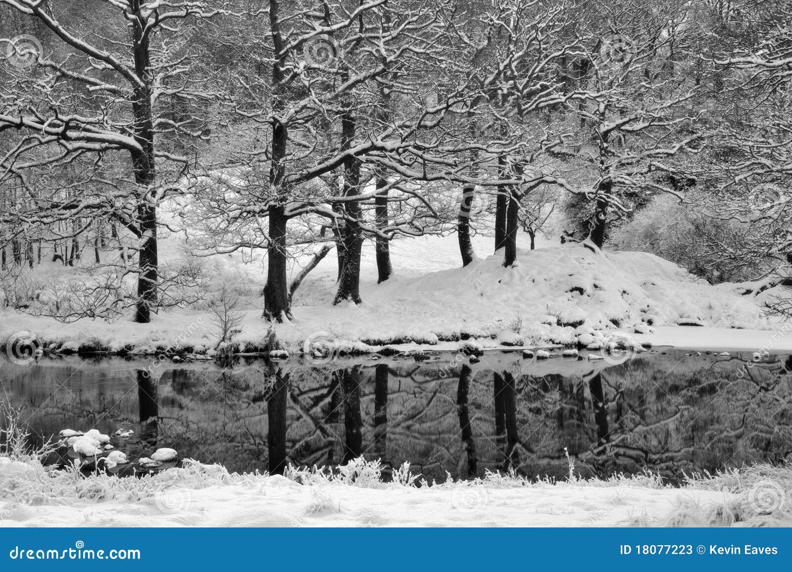 Winter Trees with Reflections Stock Image - Image of reflection ...