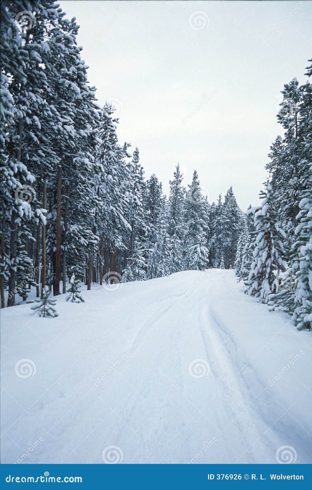 Winter trees and road stock photo. Image of mountains, winter - 376926