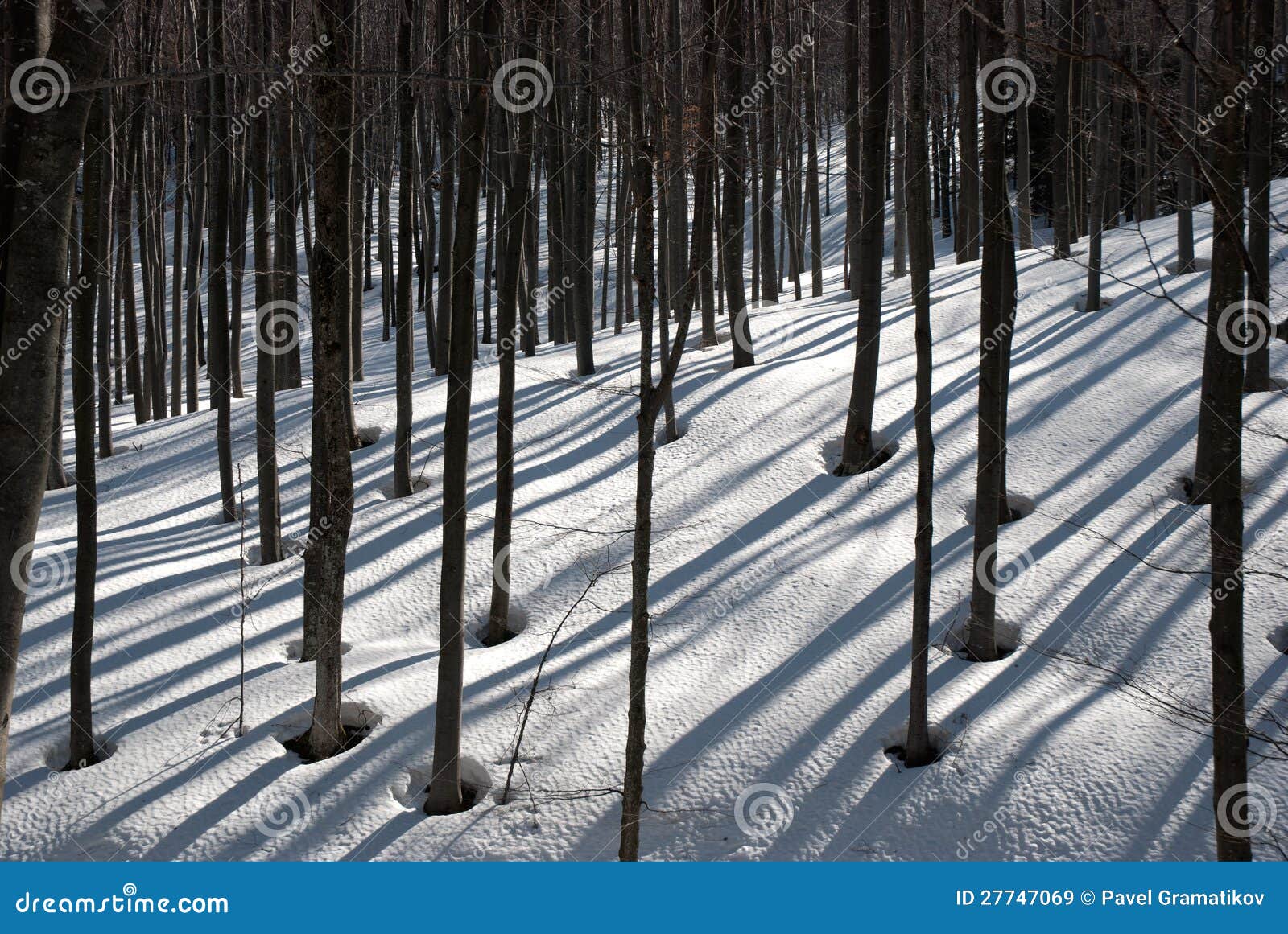 Winter trees with shadows stock image. Image of idyllic - 27747069