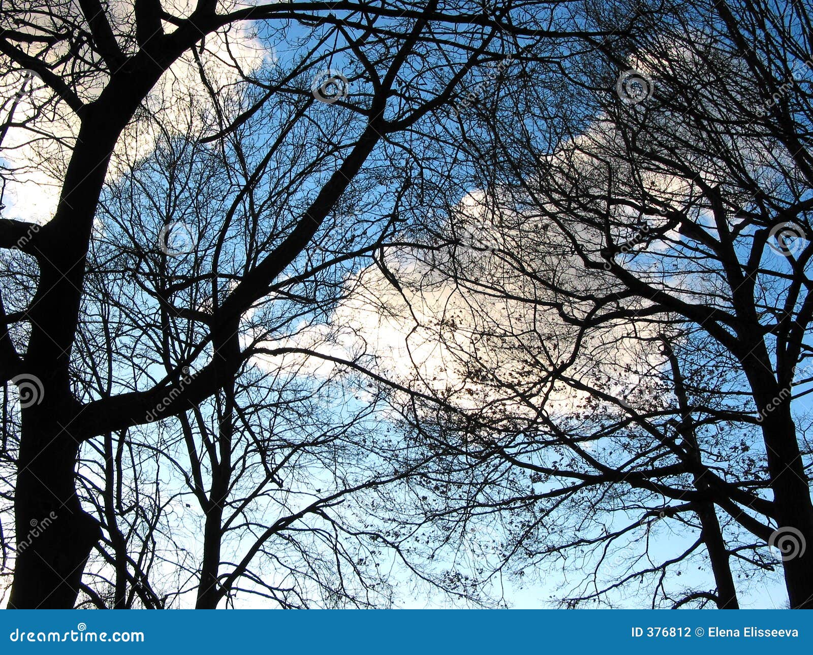 Winter trees and sky stock photo. Image of season, silhouettes - 376812