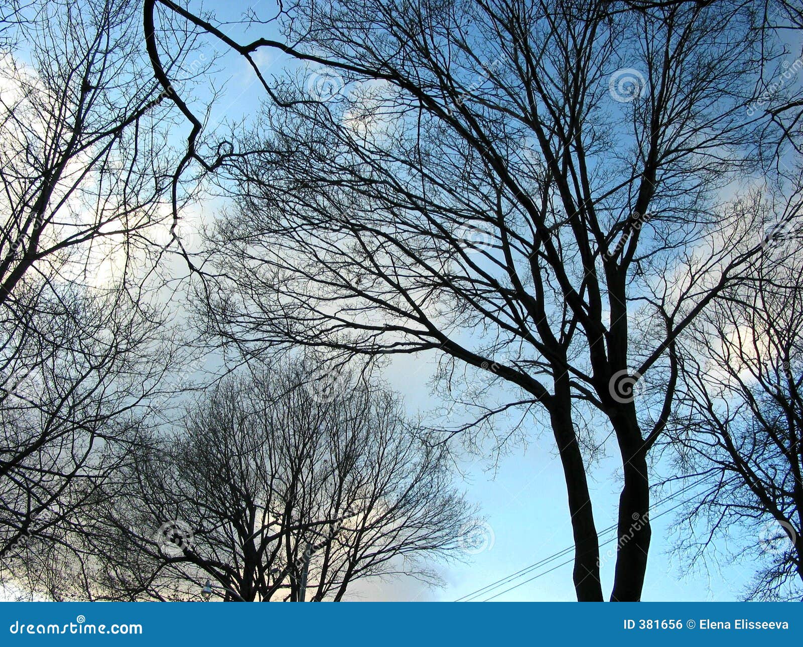 Winter trees and sky stock photo. Image of trees, silhouettes - 381656