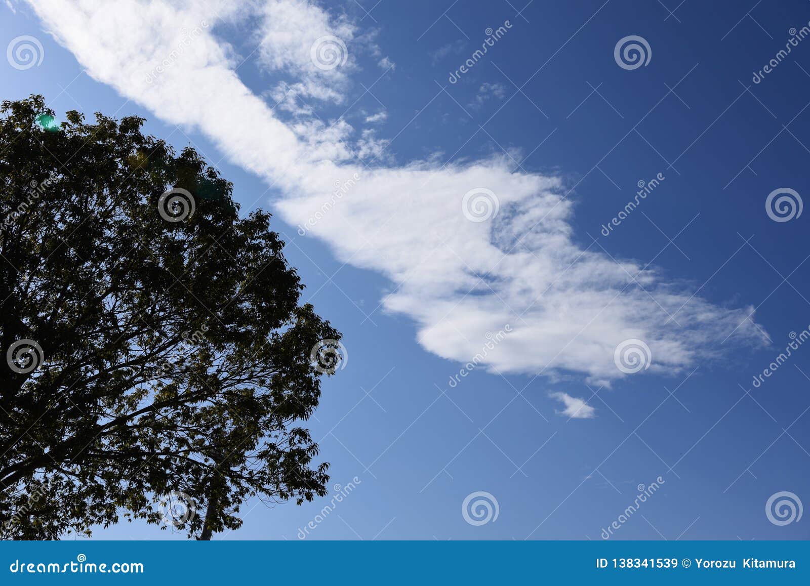 Winter Trees and the Sky and Clouds Stock Image - Image of beautiful ...