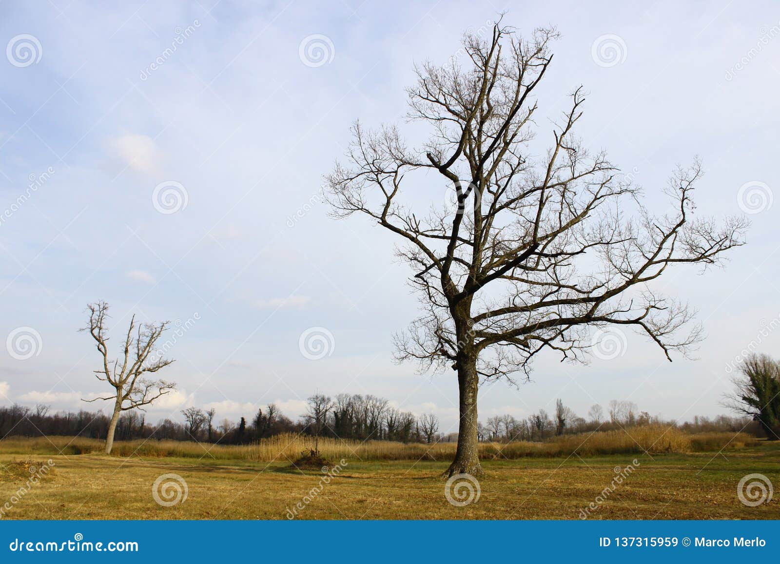 Dead trees landscape stock image. Image of dead, trees - 137315959