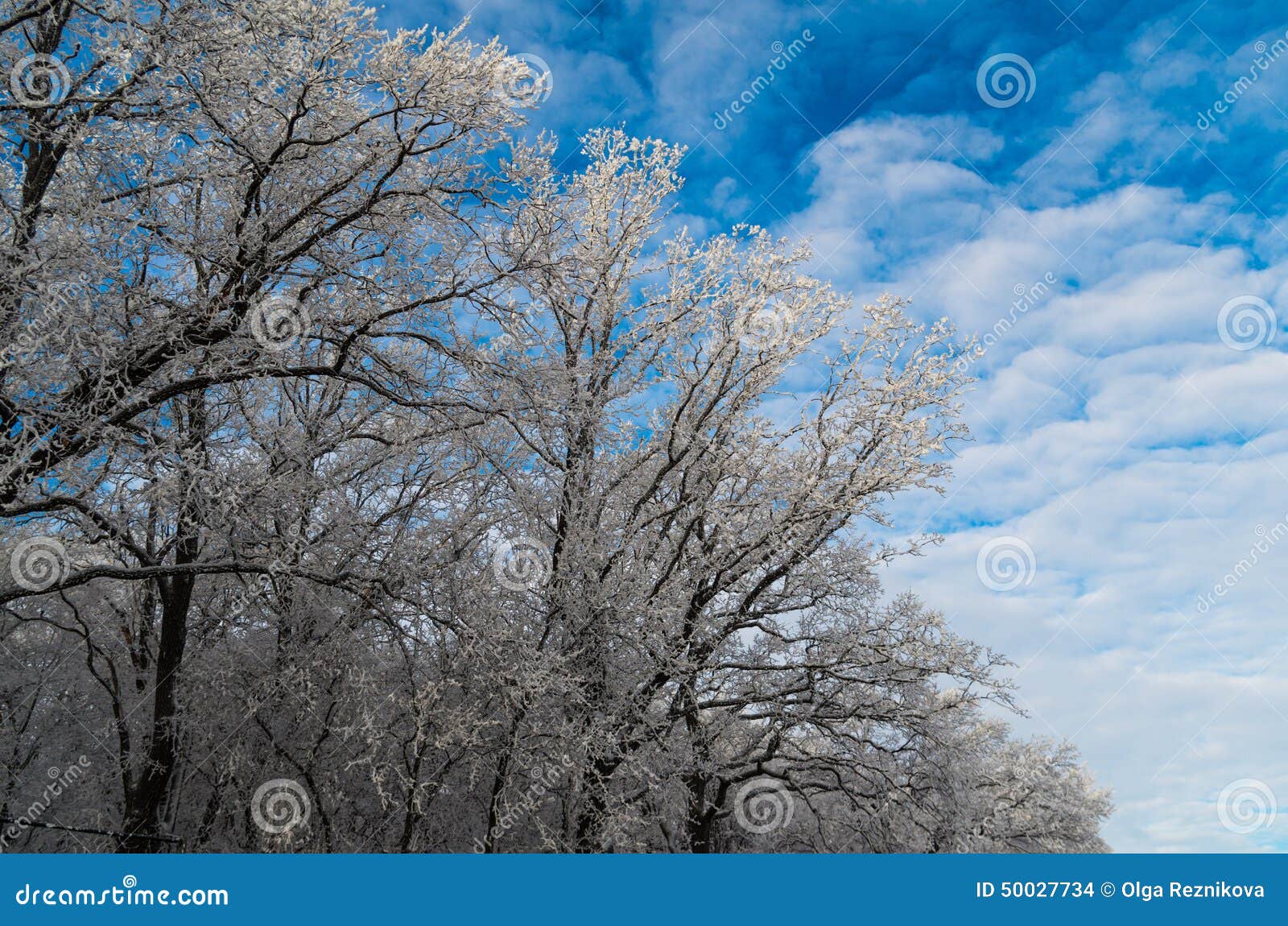 Winter trees in sky stock photo. Image of woods, winter - 50027734