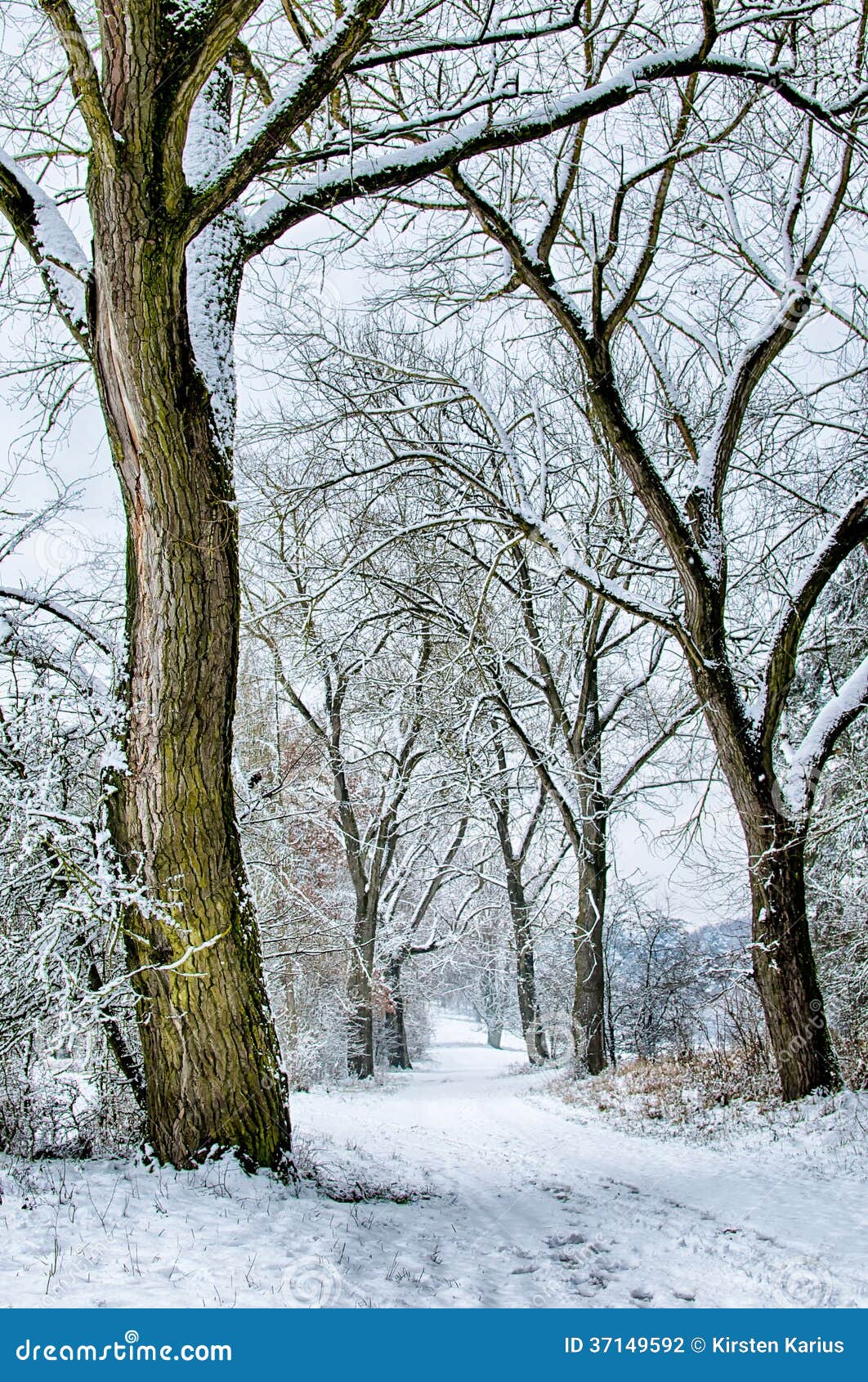 Winter trees stock photo. Image of high, footprints, range - 37149592