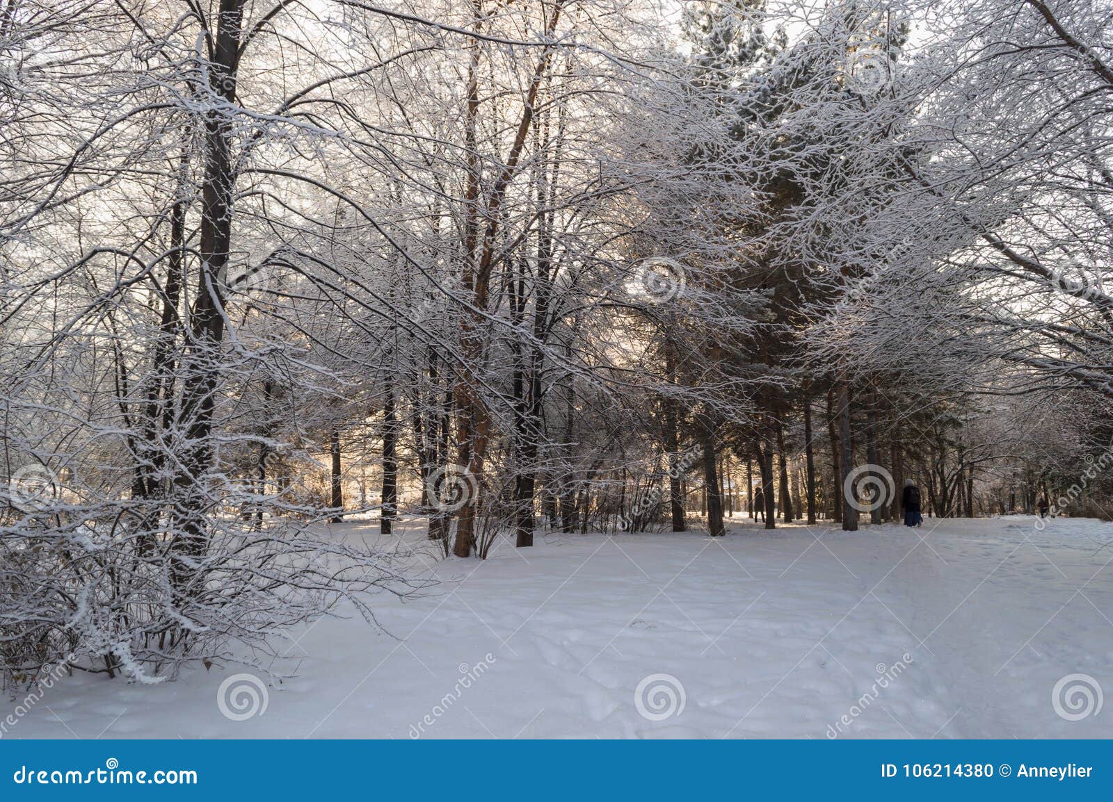 Winter Trees in Snow with Pathway Stock Photo - Image of pathway ...