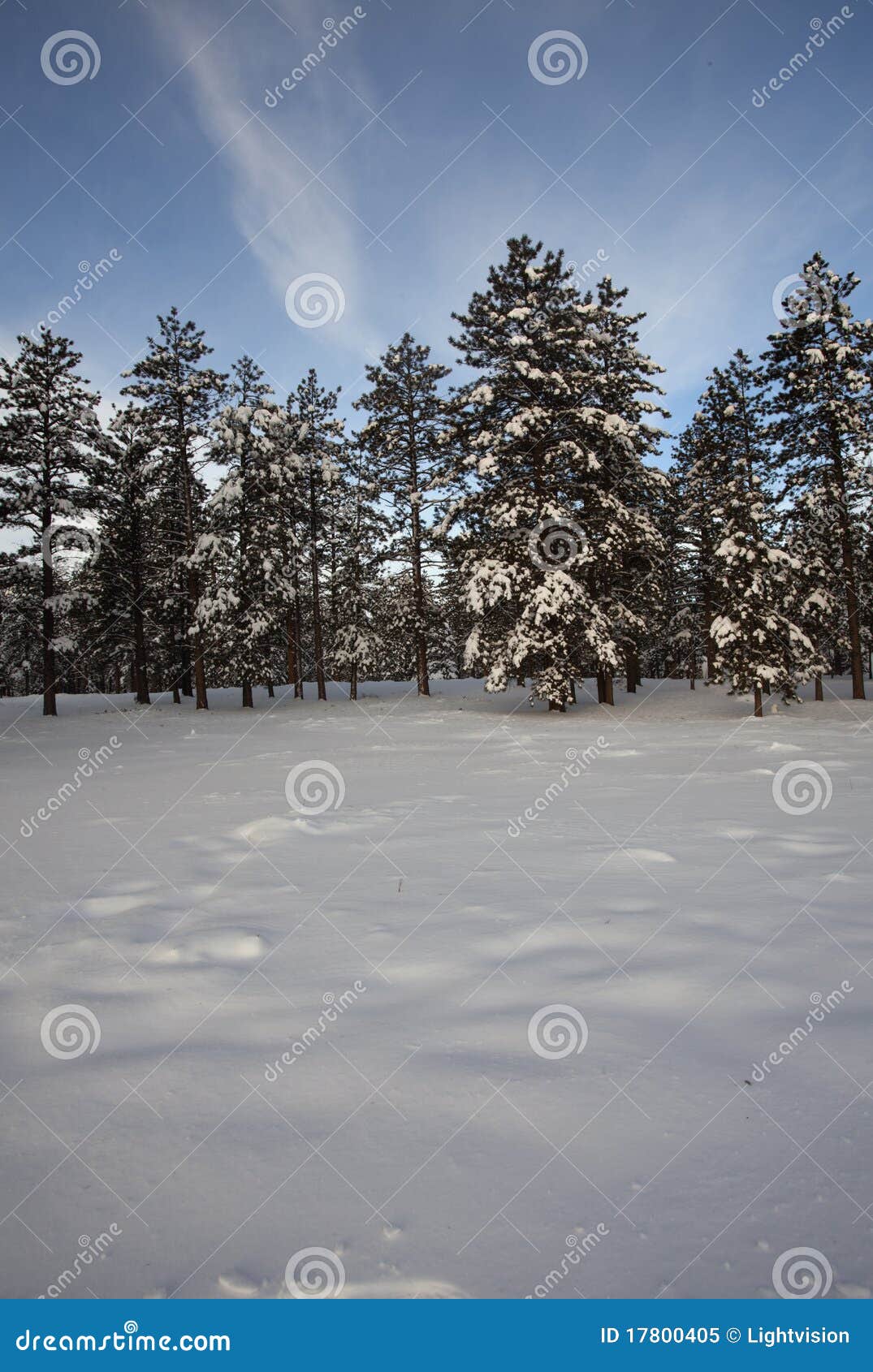 Winter Trees on Snow with Sky Stock Image - Image of forest, scene ...
