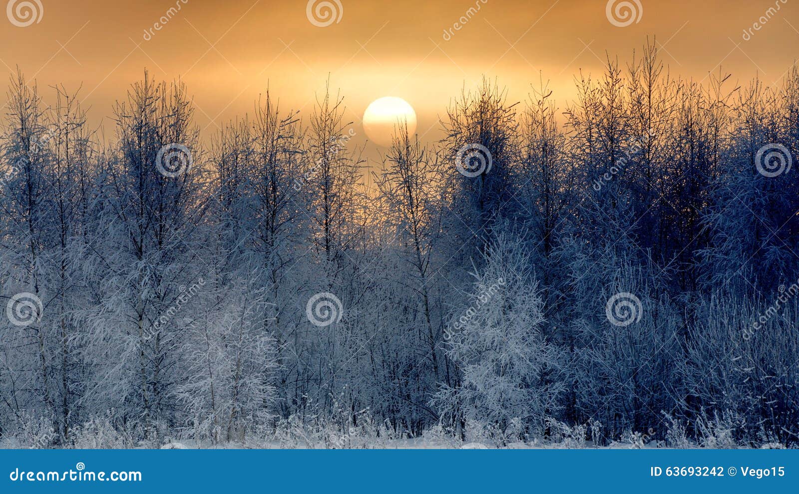 Winter trees on sunrise stock photo. Image of sunrise - 63693242