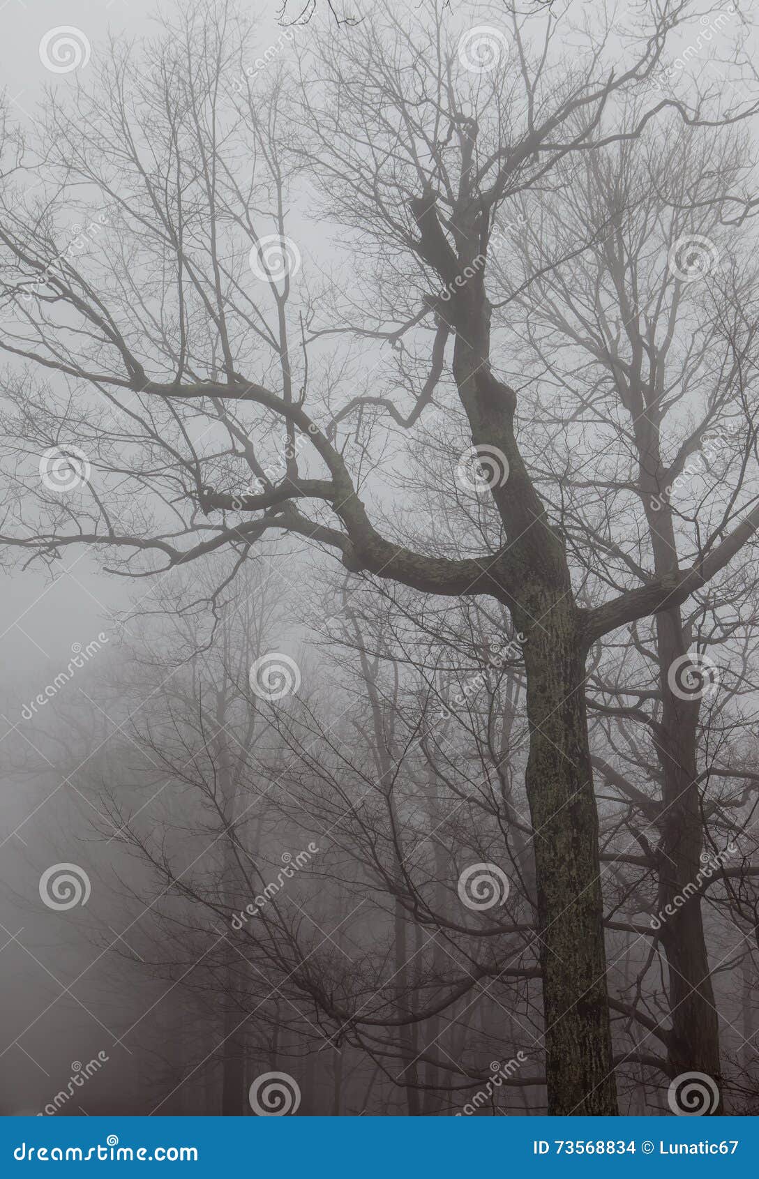 Winter trees. stock photo. Image of bark, cold, snow - 73568834