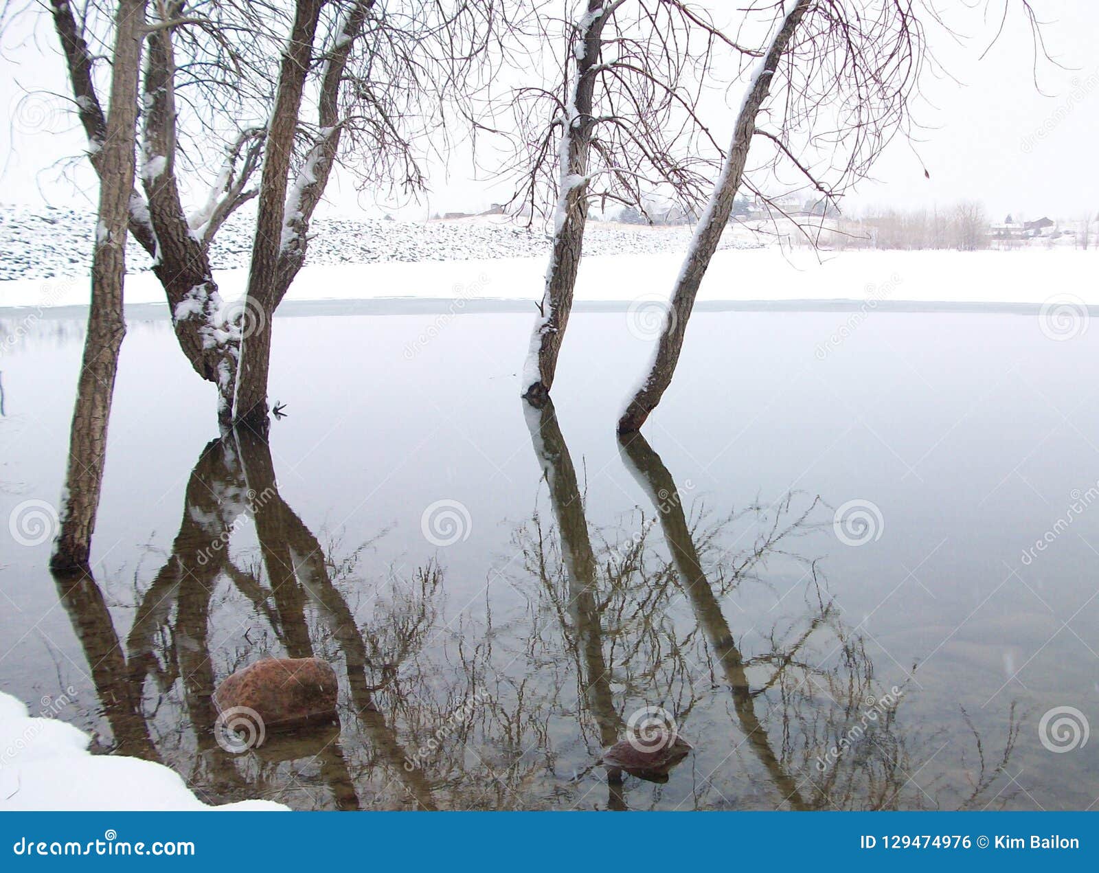 Winter trees in water stock photo. Image of chill, winter - 129474976