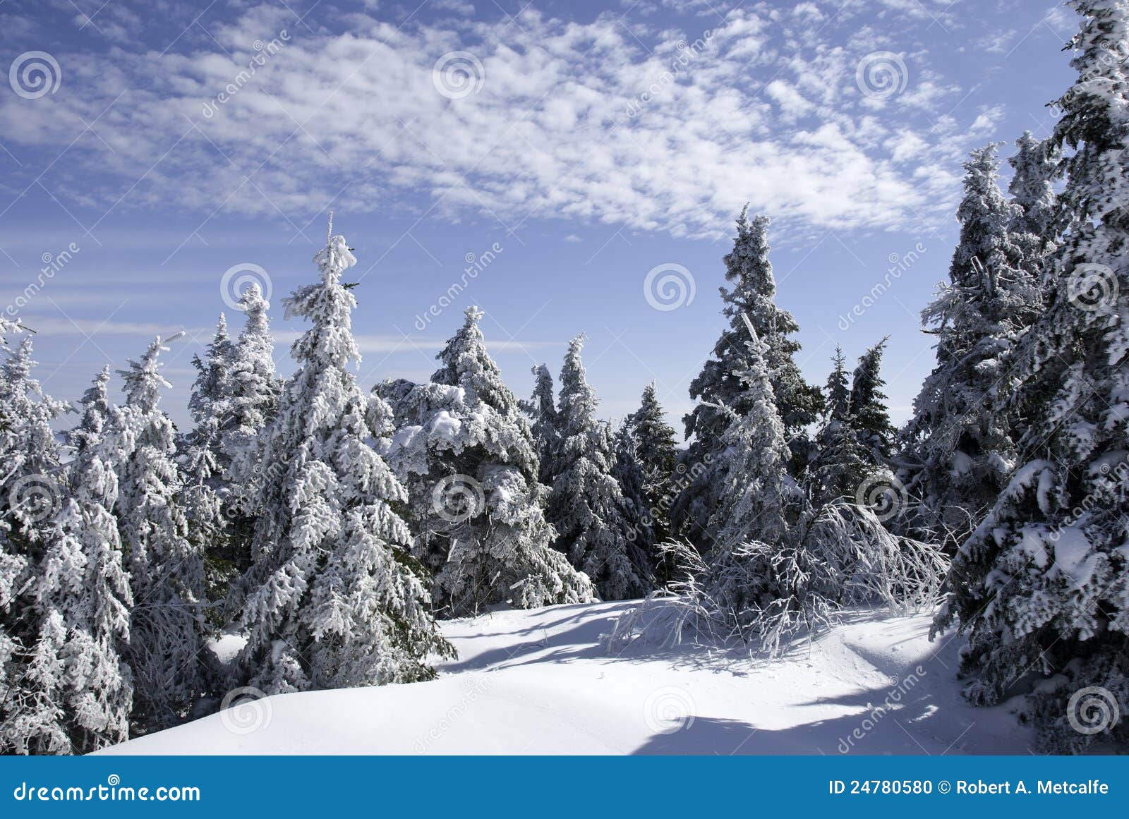 Winter treescape stock photo. Image of snow, winter, spruce - 24780580