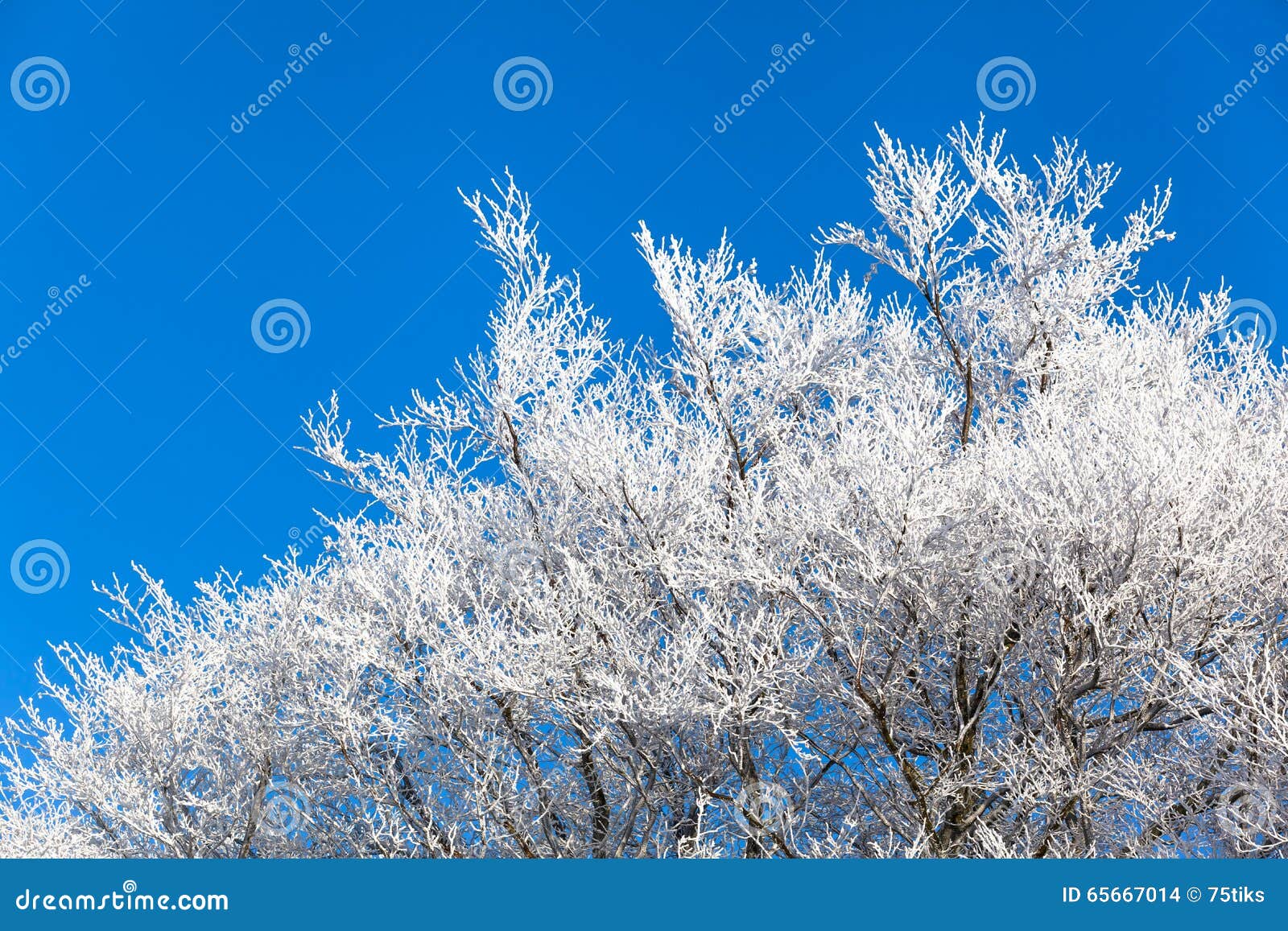 Winter Treetops stock photo. Image of rime, hoarfrost - 65667014