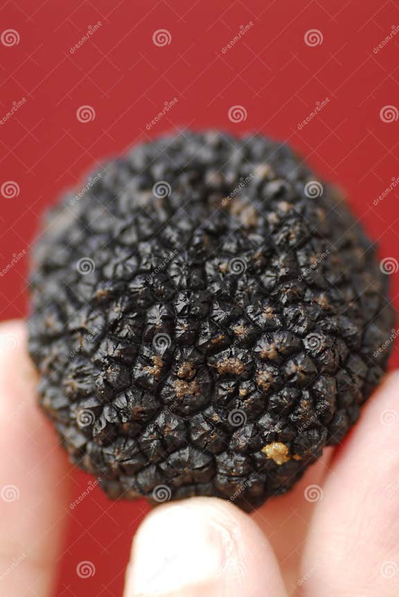 Winter Truffle Tuber Spp. in the Hand Stock Image - Image of delicious ...